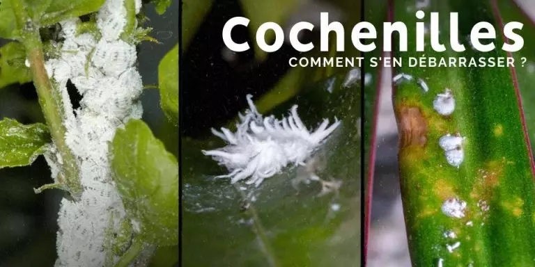 Comment se débarrasser des cochenilles ? | Les Jardiniers Modernes